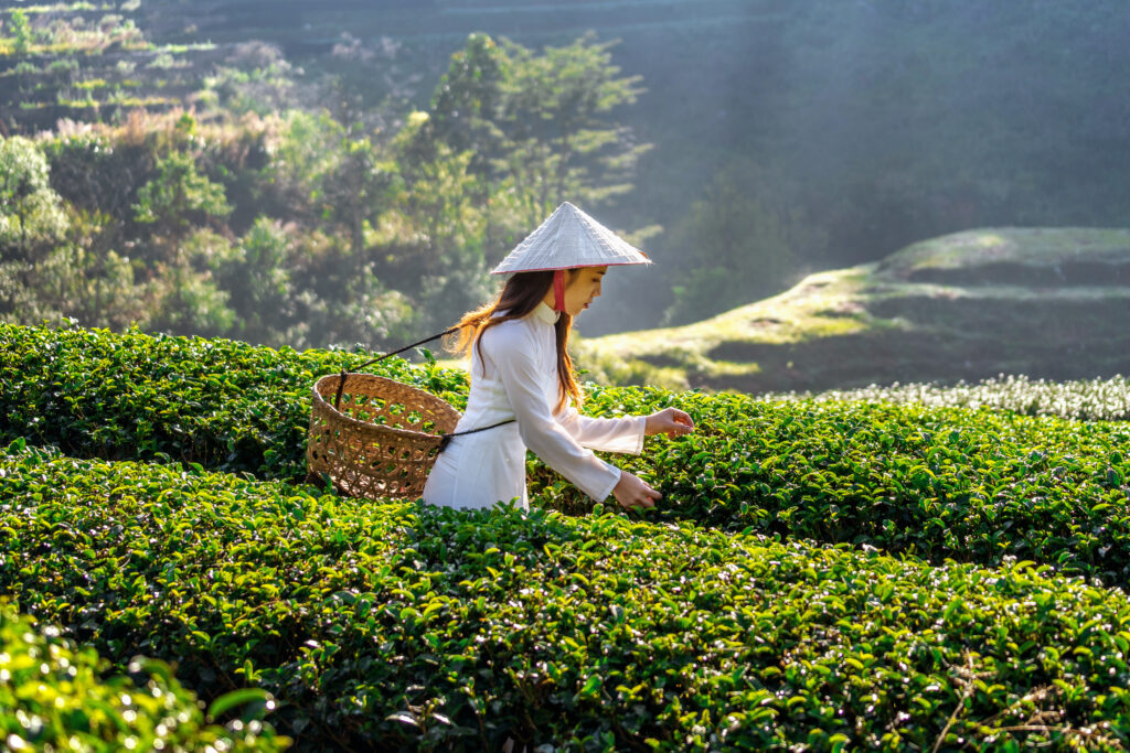 How We Celebrated Earth Day with Small Tea Farms | Ku Cha
