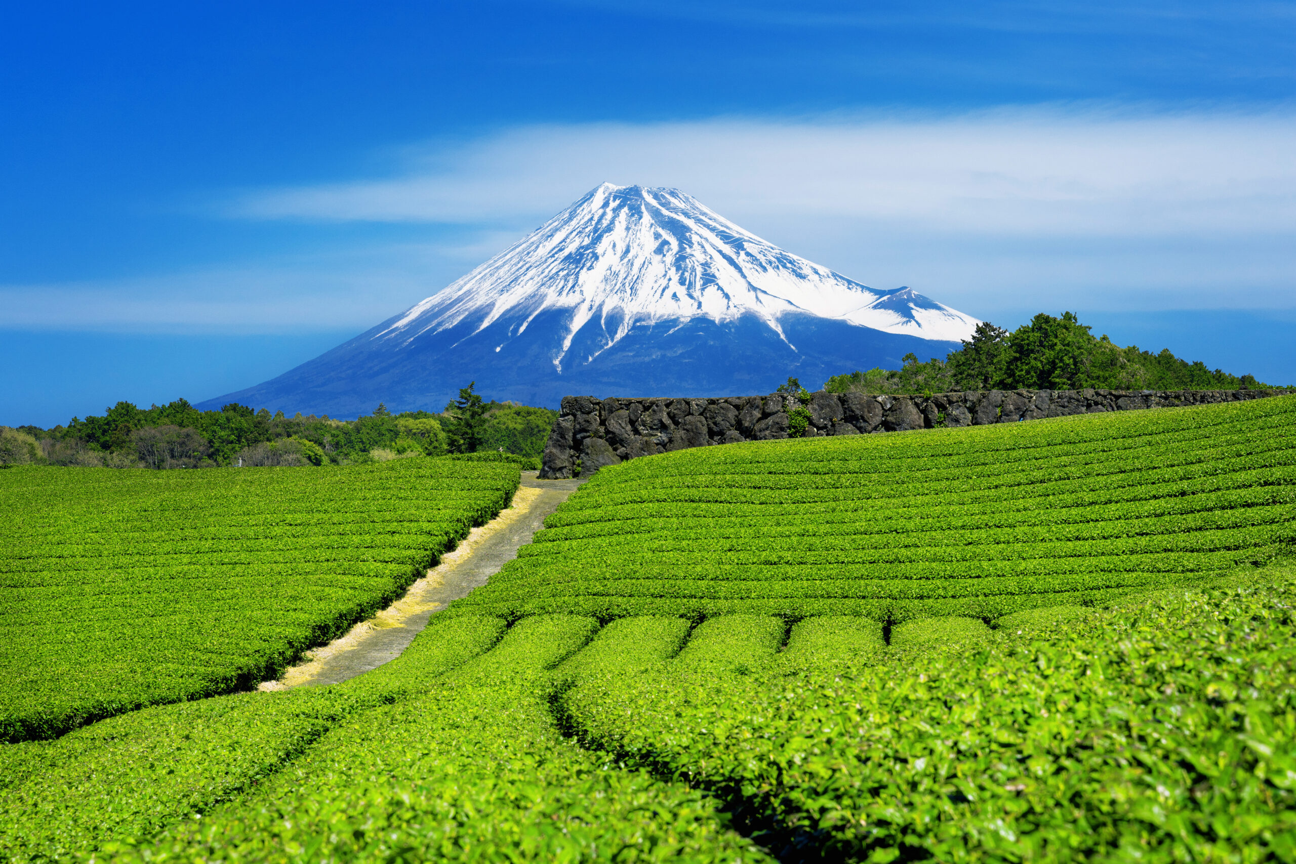 Japanese Tea Field