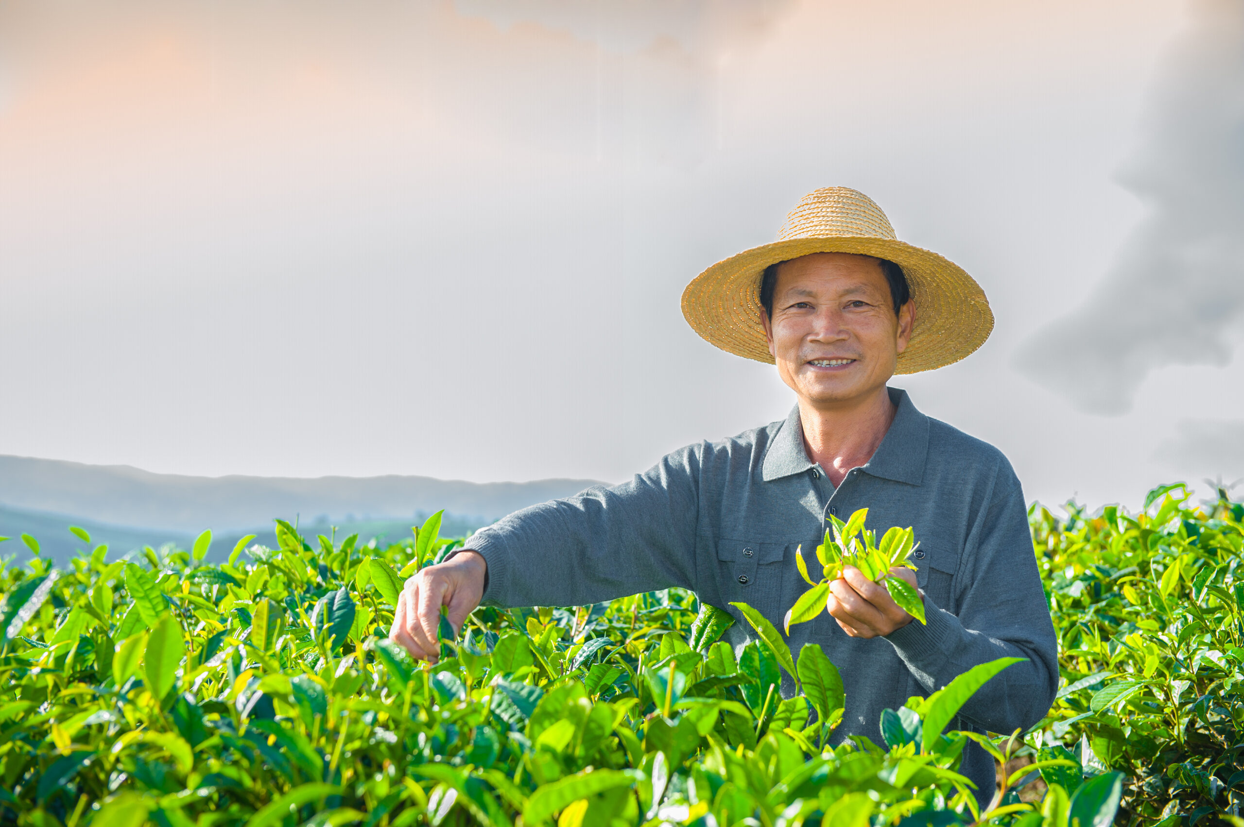 Taste of Yunnan: Teas from Yunnan Deliver Tea History in Every Sip